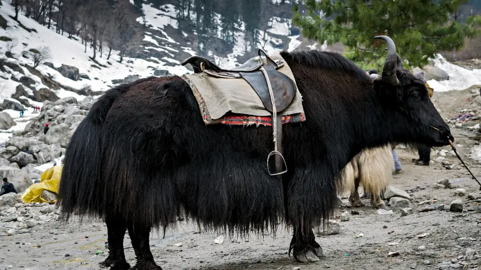 Top Places to Visit in Manali in January 2025 and Experience Snowfall